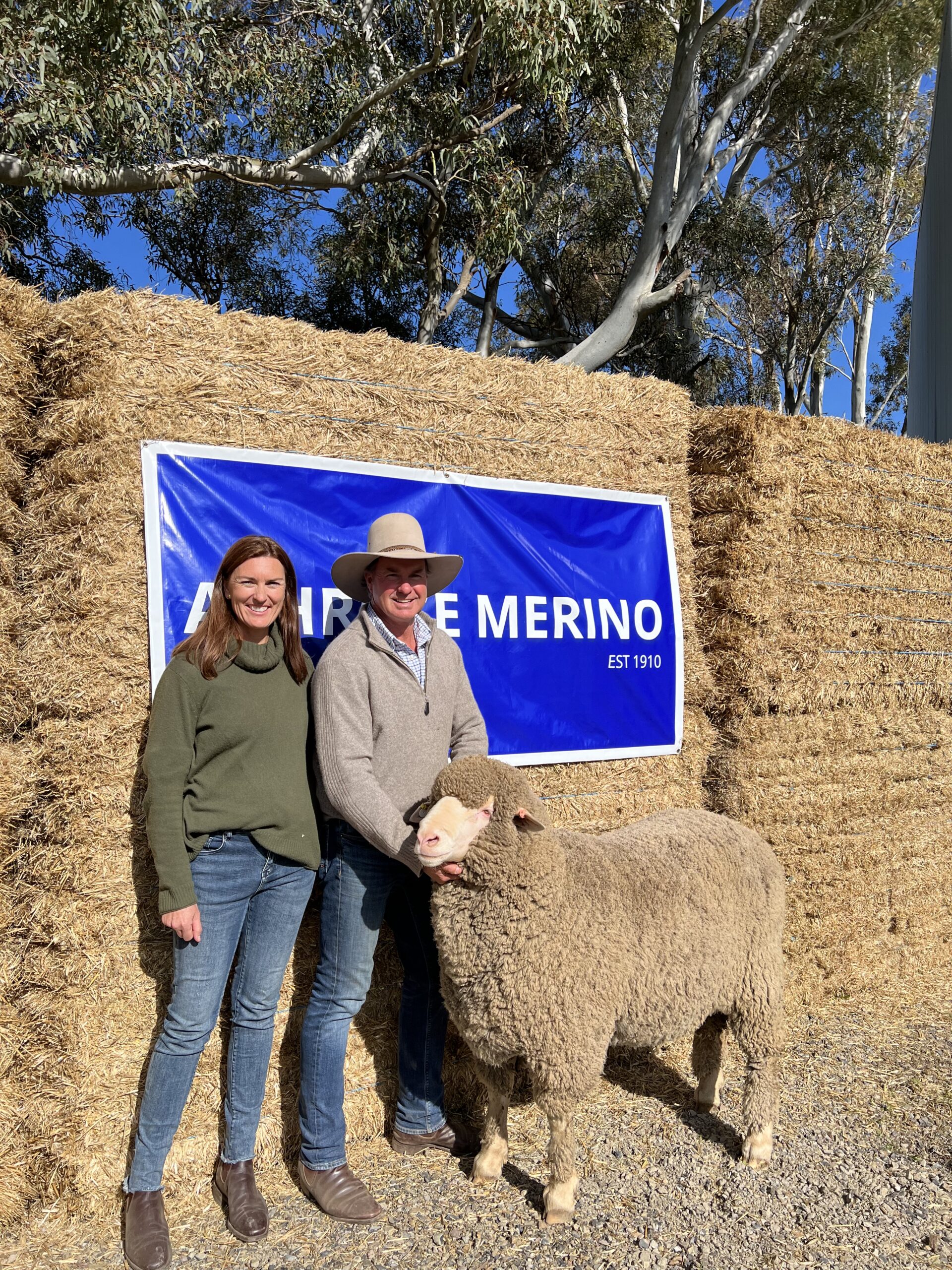 Ashrose Poll Merino Stud | Gulnare, South Australia